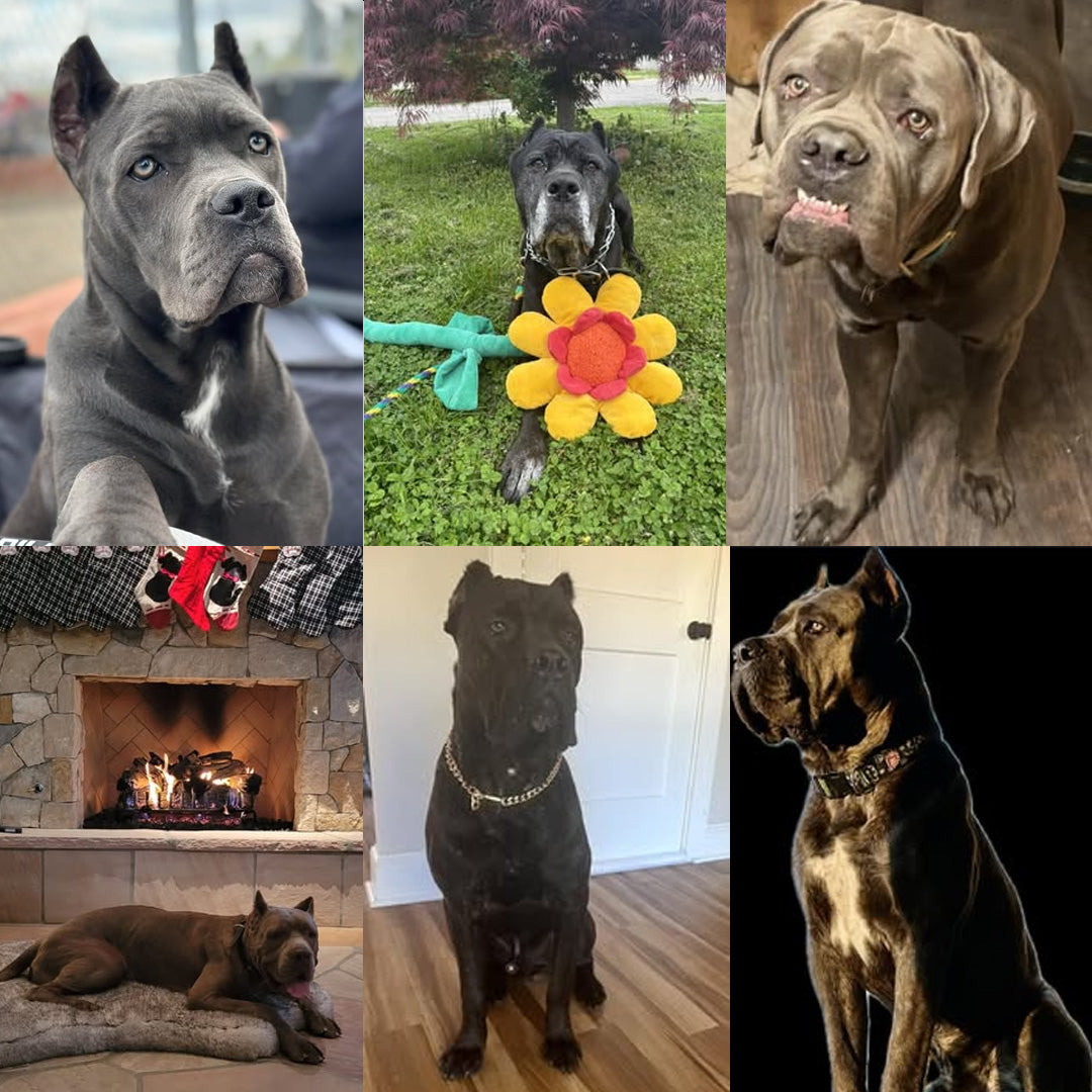Meet Our Dogs of the Month — June– Cane Corso Coffee Company